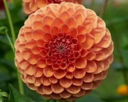 Dahlienverzeichnis – Sorten, Bilder, Suche